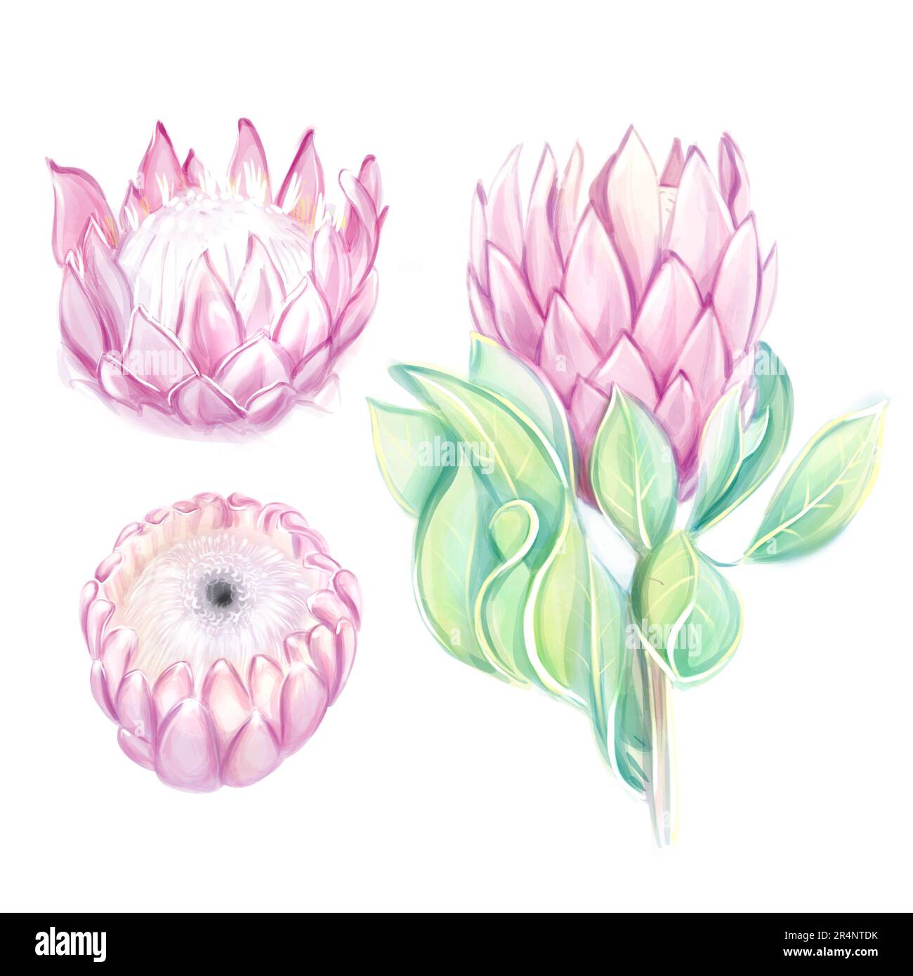 Watercolor drawing pink proteas set. Tropical flower. Isolate on white ...