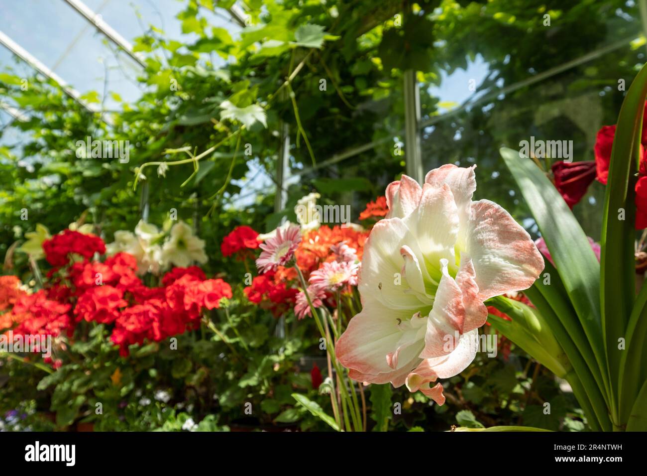 A wide variety of colourful flowers, including geraniums and amaryllis ...