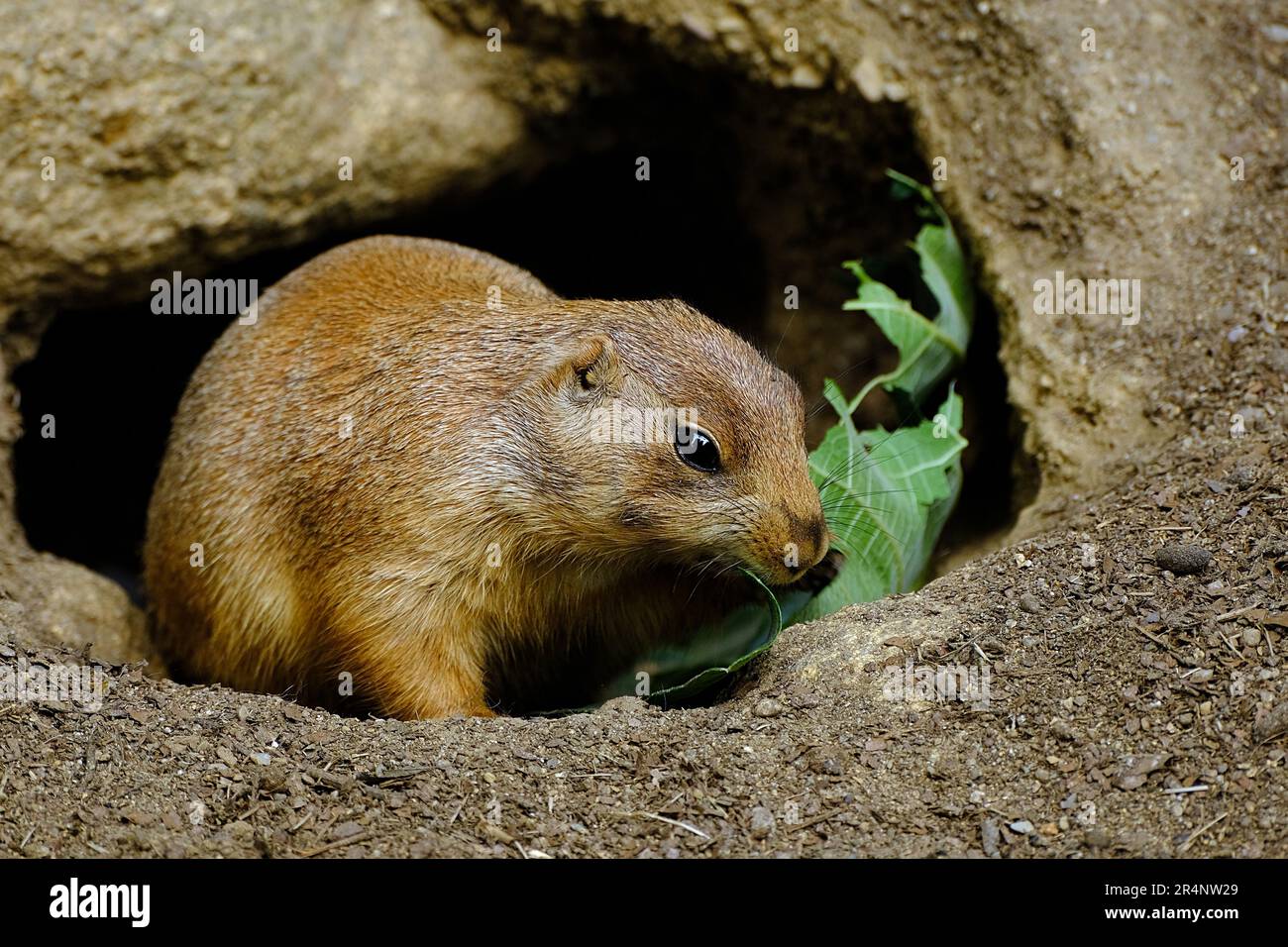 Prairie dog in burrow hi-res stock photography and images - Alamy