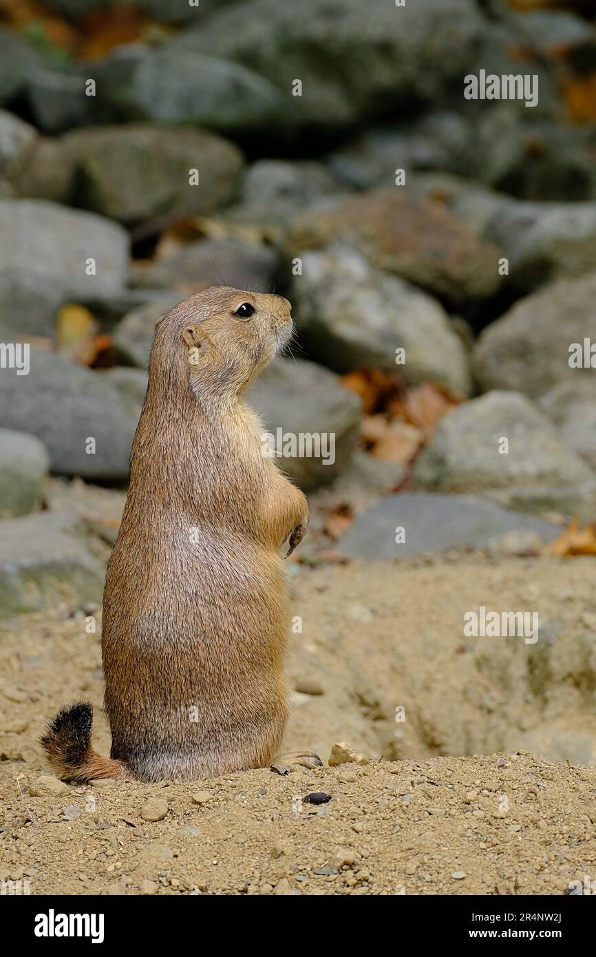 Chien de prairie hi-res stock photography and images - Alamy