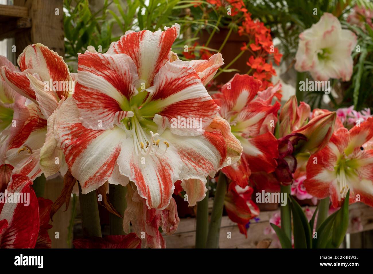 A wide variety of colourful flowers, including geraniums and amaryllis ...