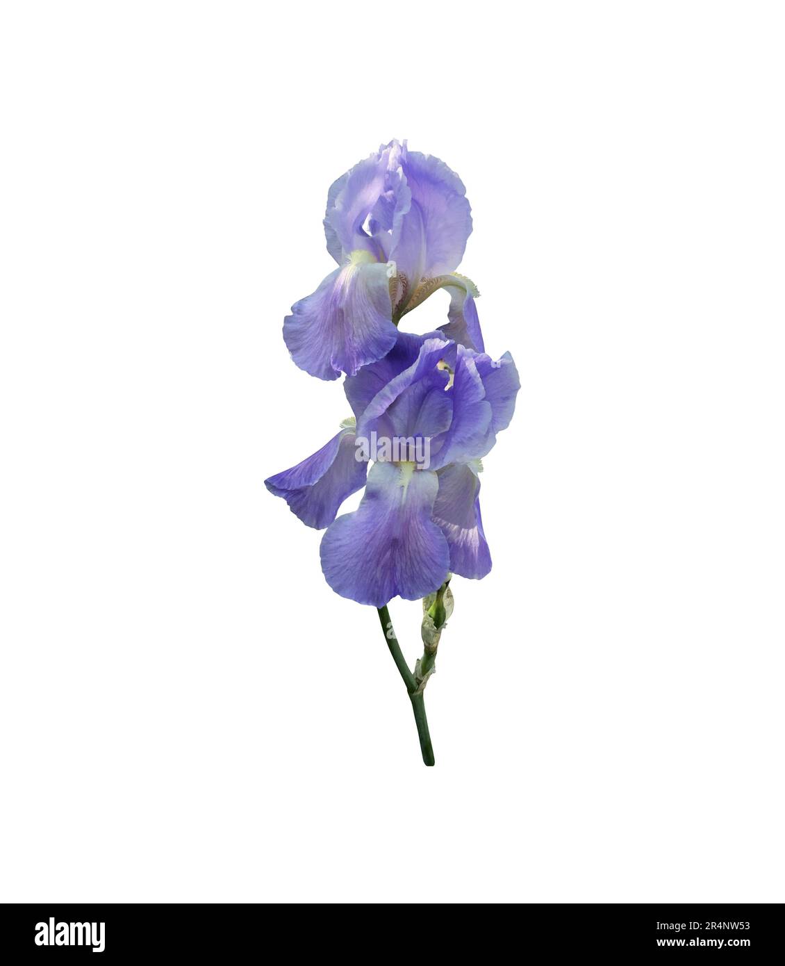 Close up common violet Cut Out Stock Images & Pictures - Alamy