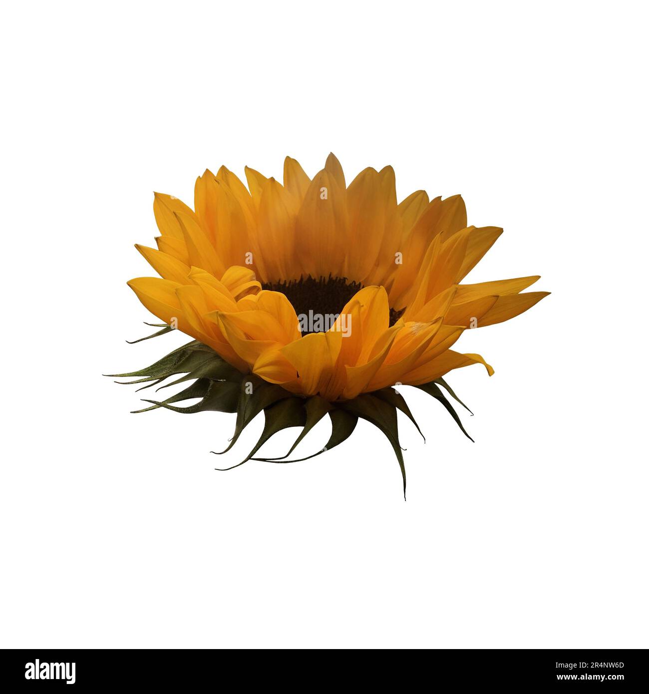 Bright yellow sun soft Cut Out Stock Images & Pictures - Alamy