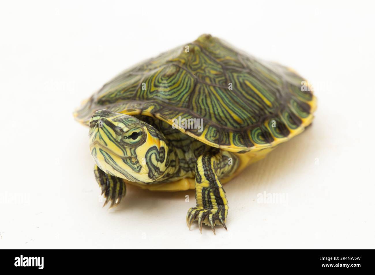 The yellow-bellied slider turtle (Trachemys scripta scripta) isolated ...