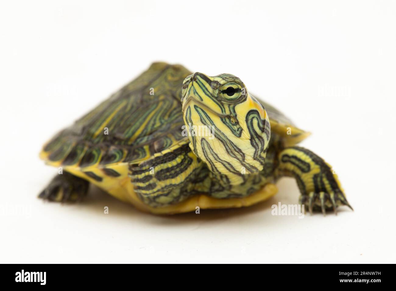 The yellow-bellied slider turtle (Trachemys scripta scripta) isolated ...
