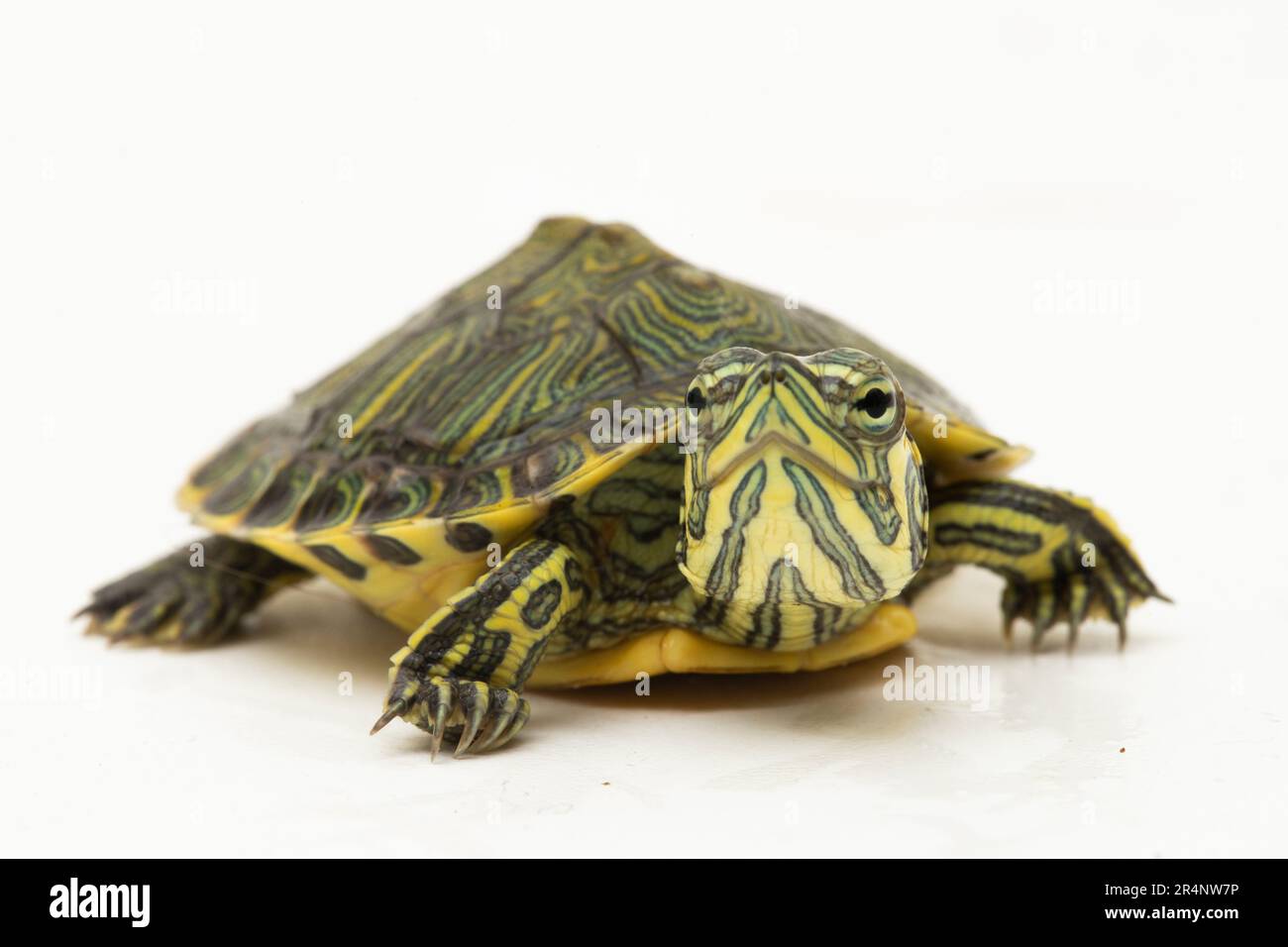 The yellow-bellied slider turtle (Trachemys scripta scripta) isolated ...
