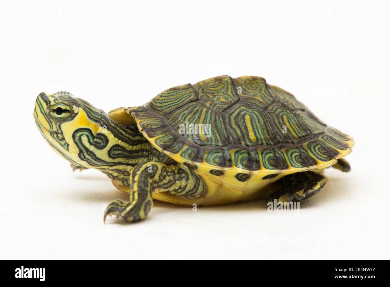 The yellow-bellied slider turtle (Trachemys scripta scripta) isolated ...