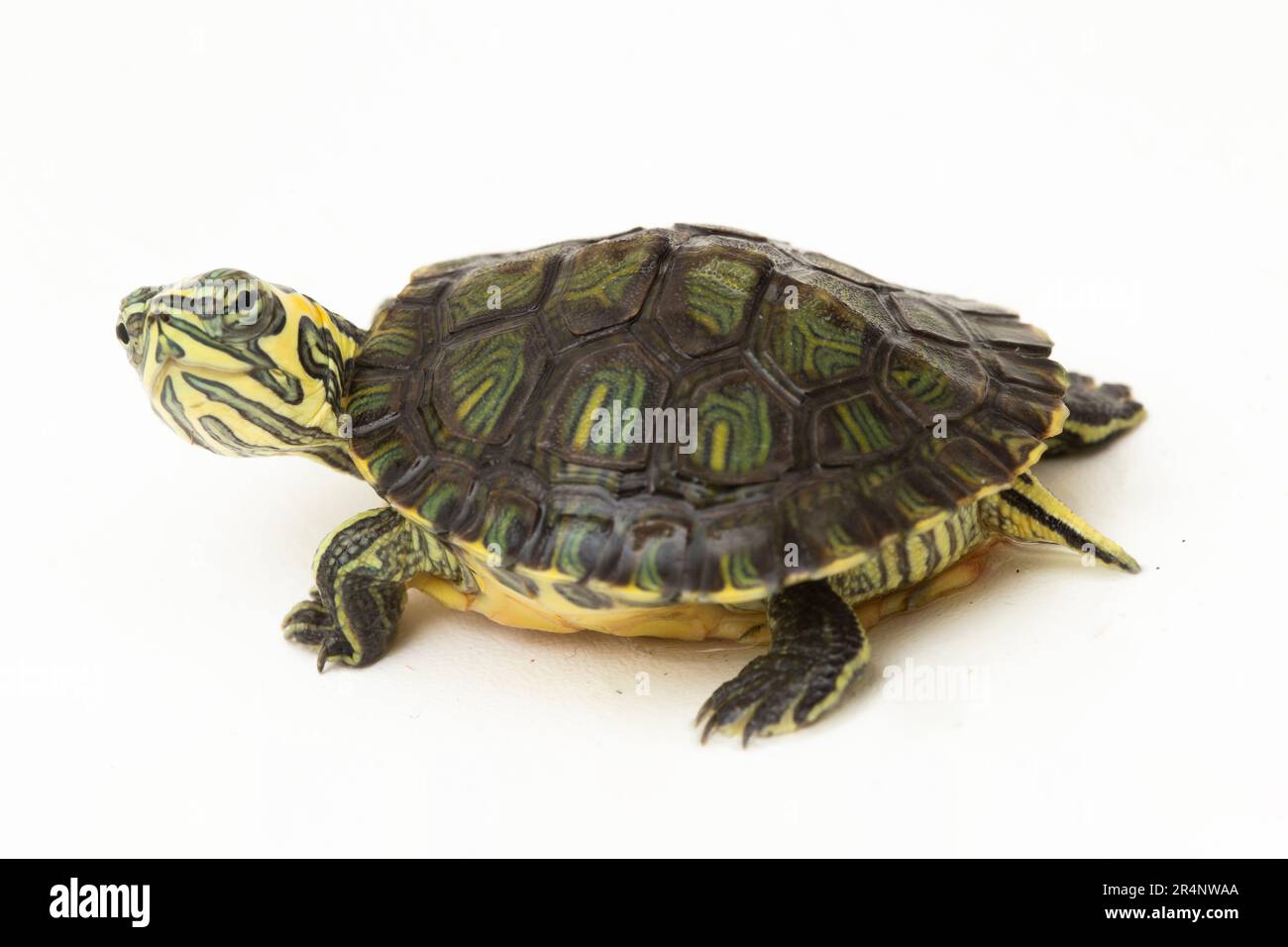 The yellow-bellied slider turtle (Trachemys scripta scripta) isolated ...