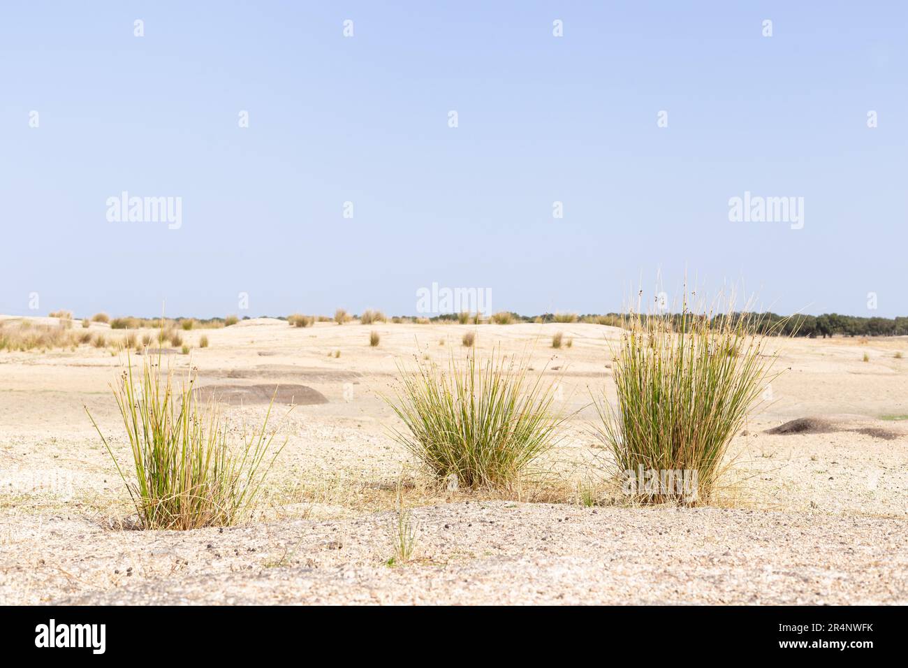 Group of three grass bushes survive in desert land due to climate ...