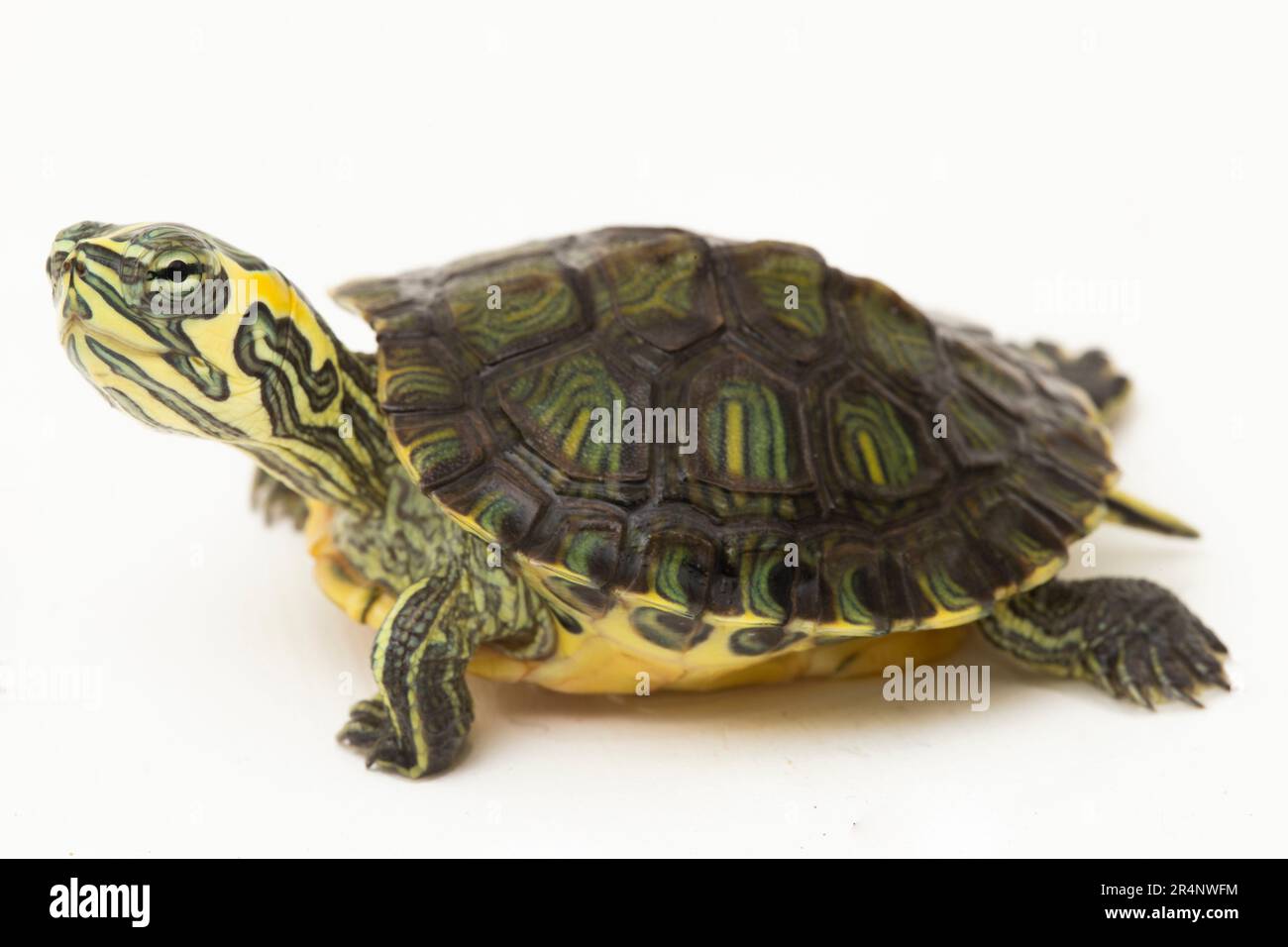 The yellow-bellied slider turtle (Trachemys scripta scripta) isolated ...