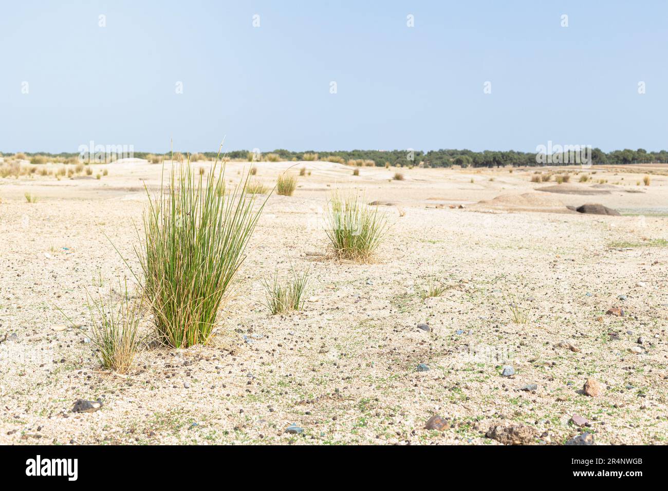 Group of three grass thickets in desert land due to climate change. Sky ...