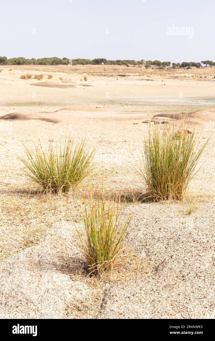 Group of three grass bushes survive in desert land due to climate ...