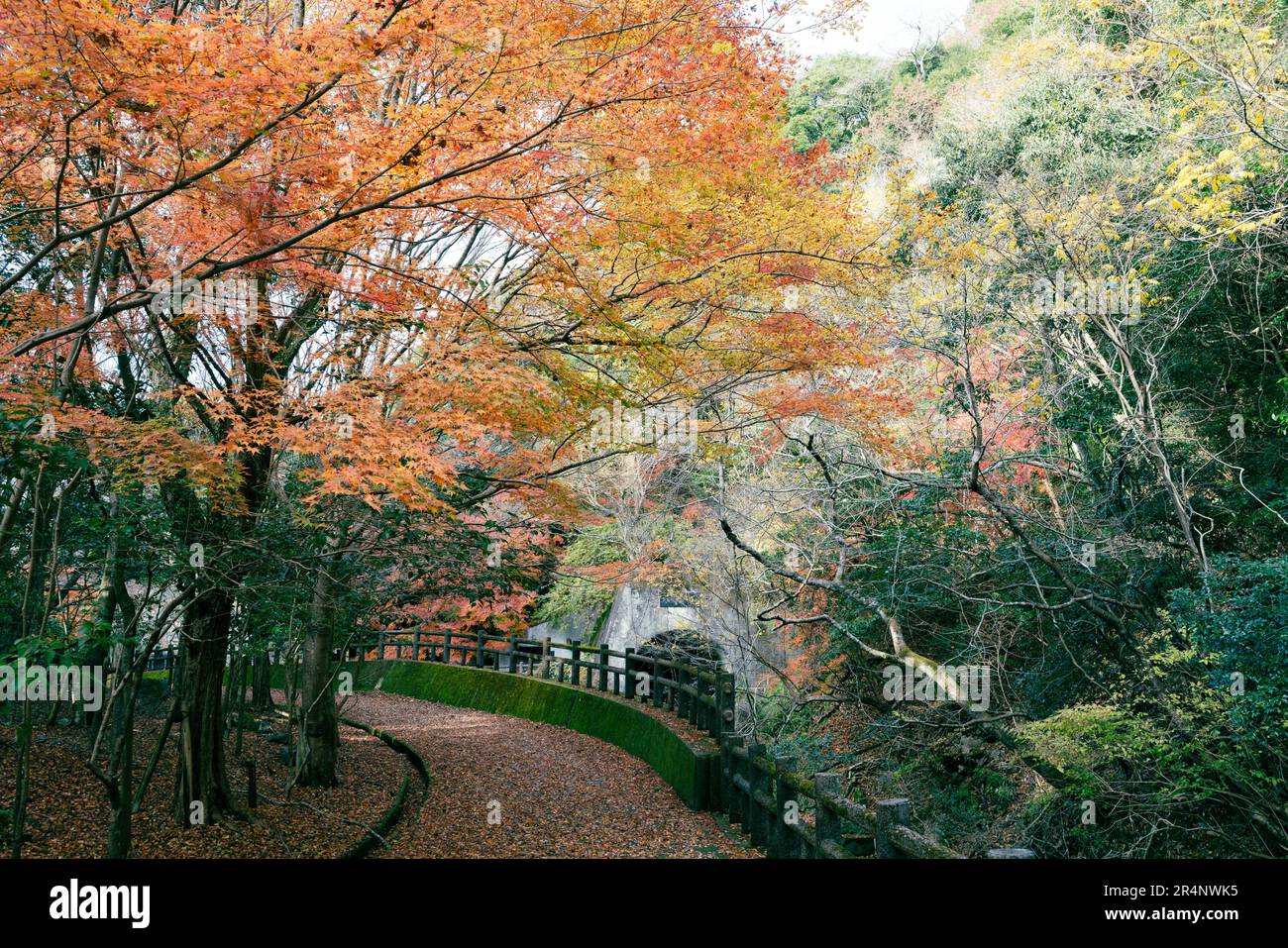 Minoh Park autumn colorful forest mountain trail in Osaka, Japan Stock ...