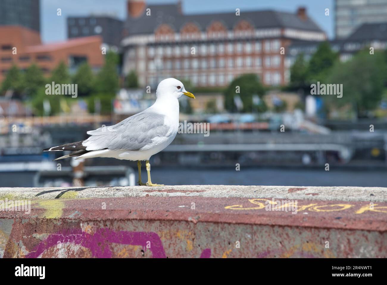 Drawing bird pigeon freedom peace hi-res stock photography and images ...