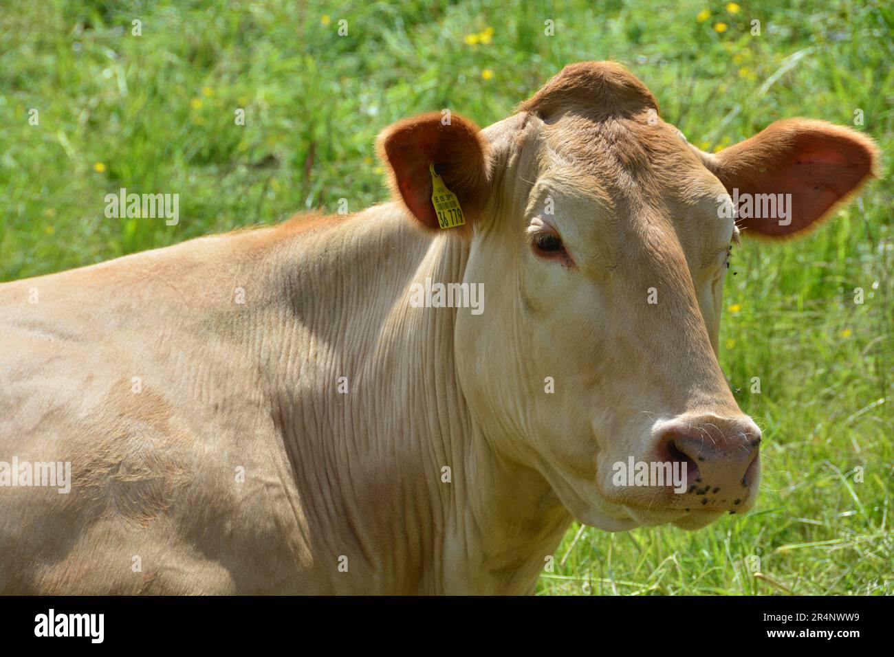 light brown cow Stock Photo - Alamy