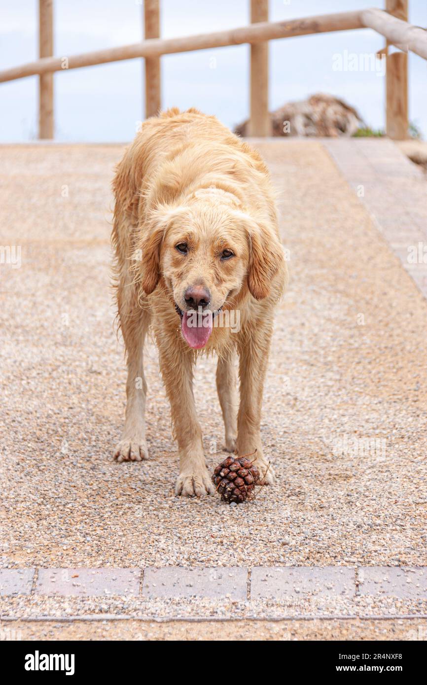 Sad golden retriever hi-res stock photography and images - Alamy