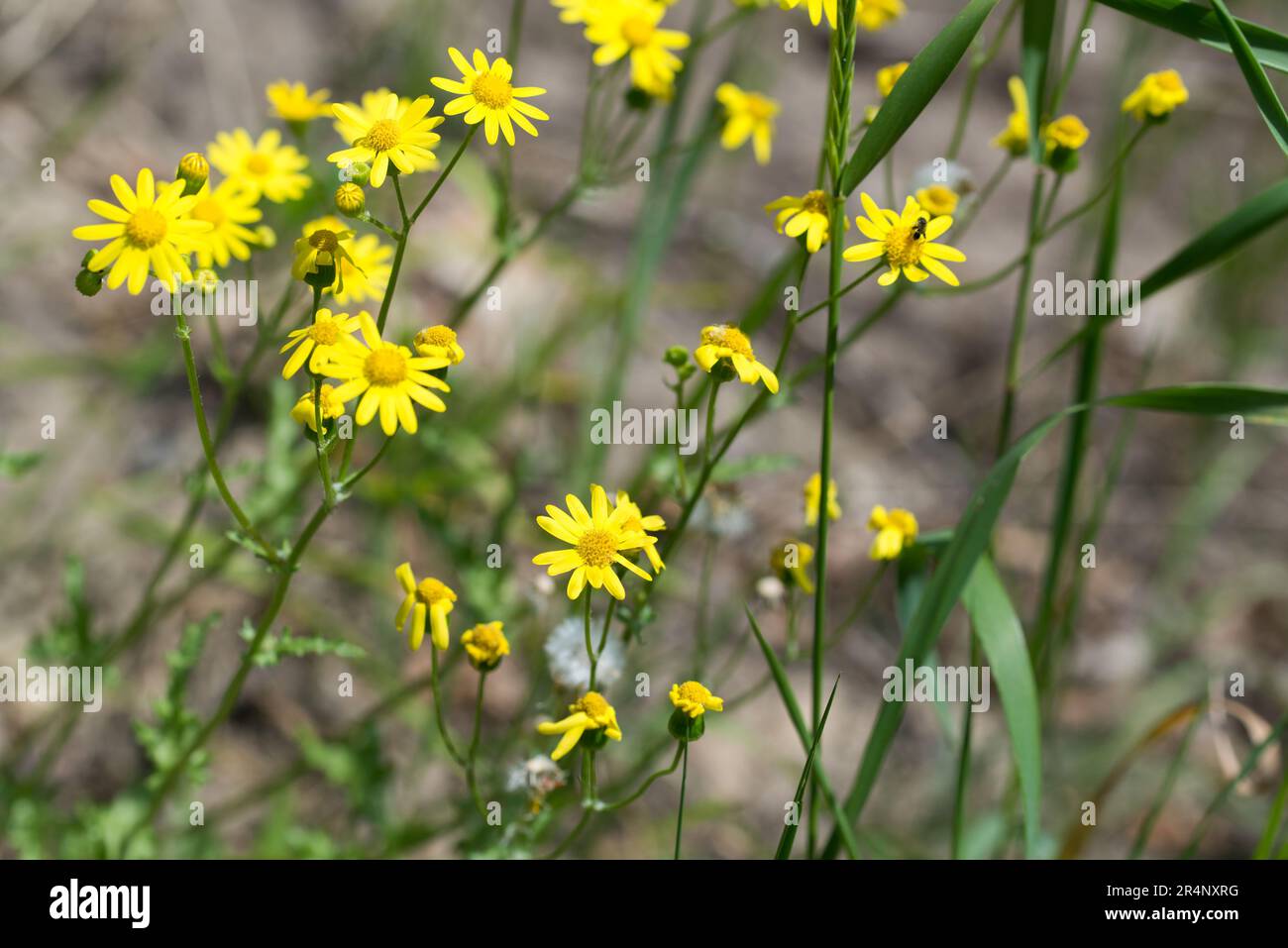 Groundsel weed hi-res stock photography and images - Alamy