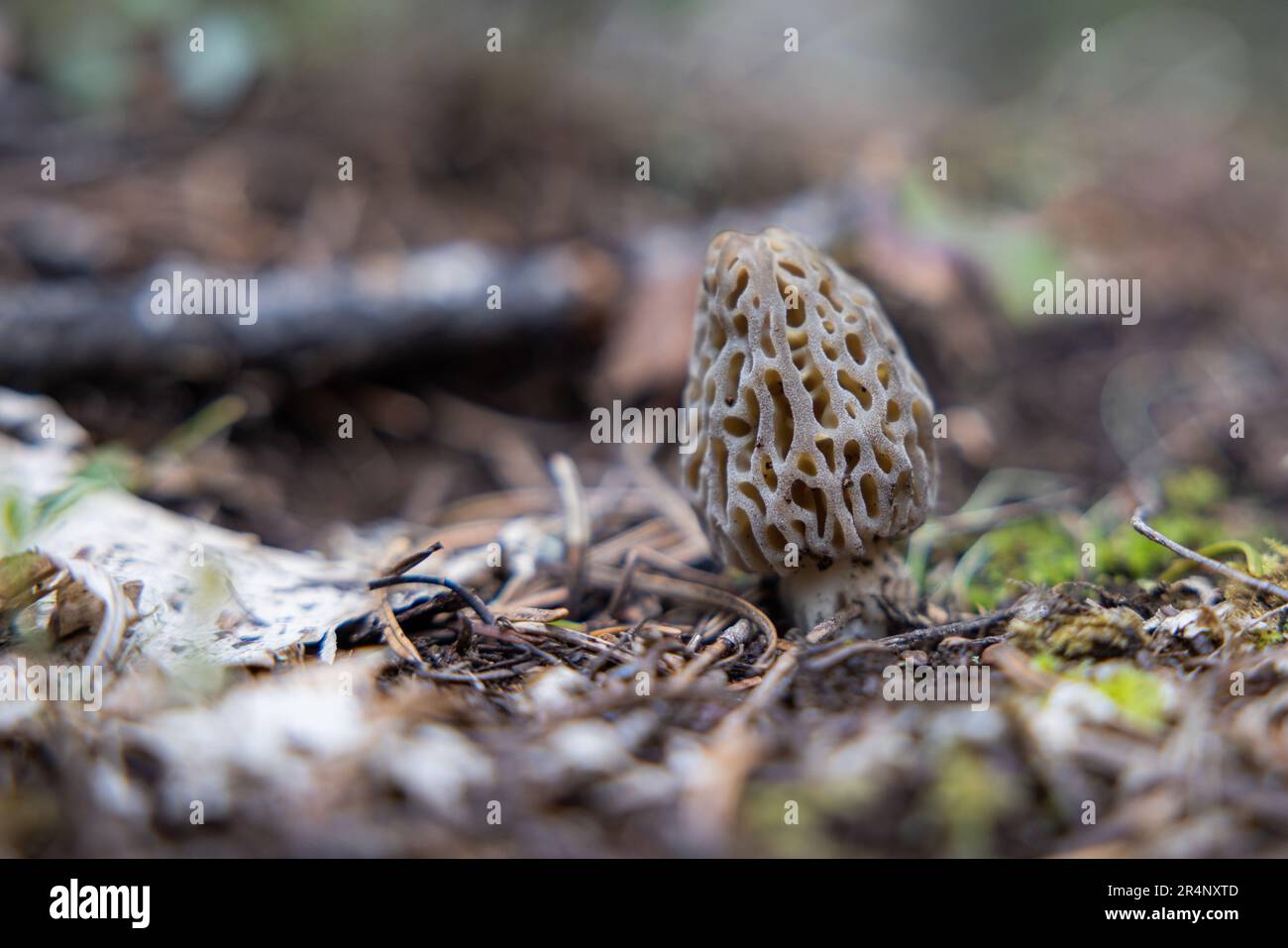 Morel forage hi-res stock photography and images - Alamy