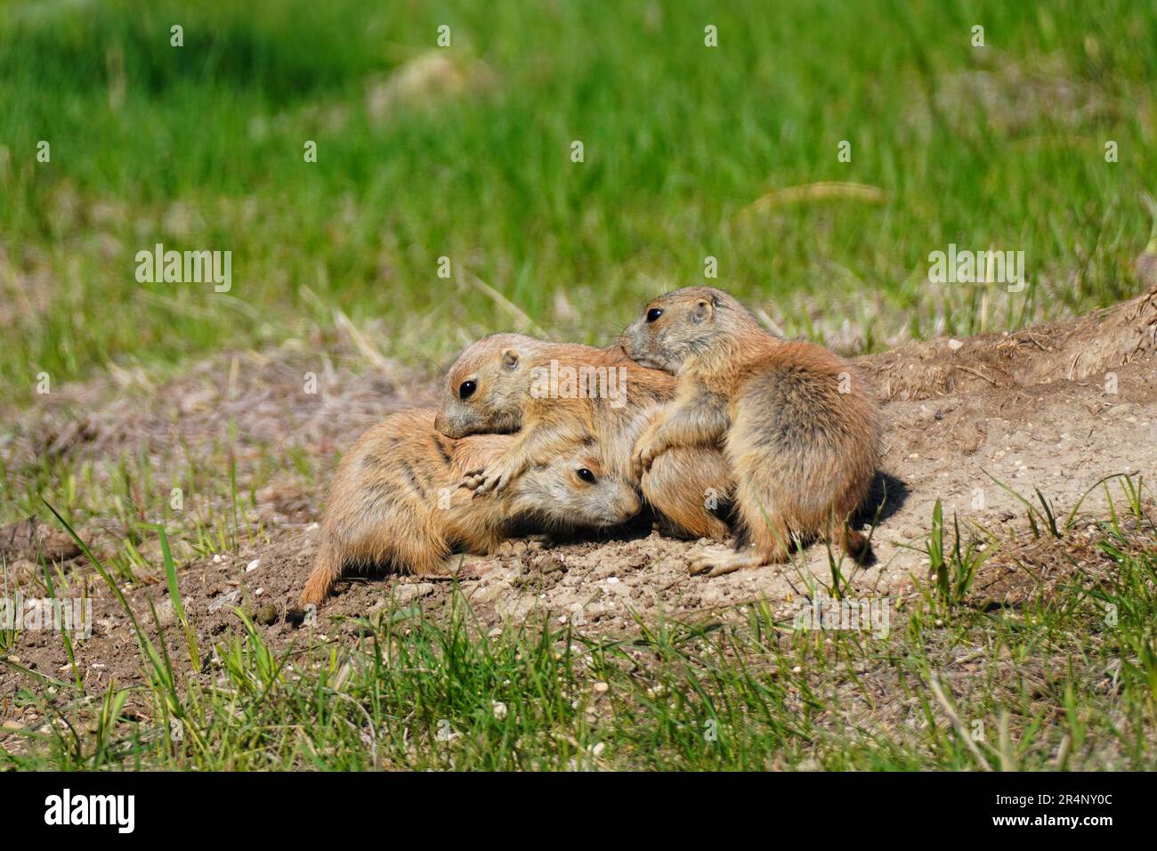Close up of three young Black-tailed prairie dogs, Cynomys ludovicianus ...