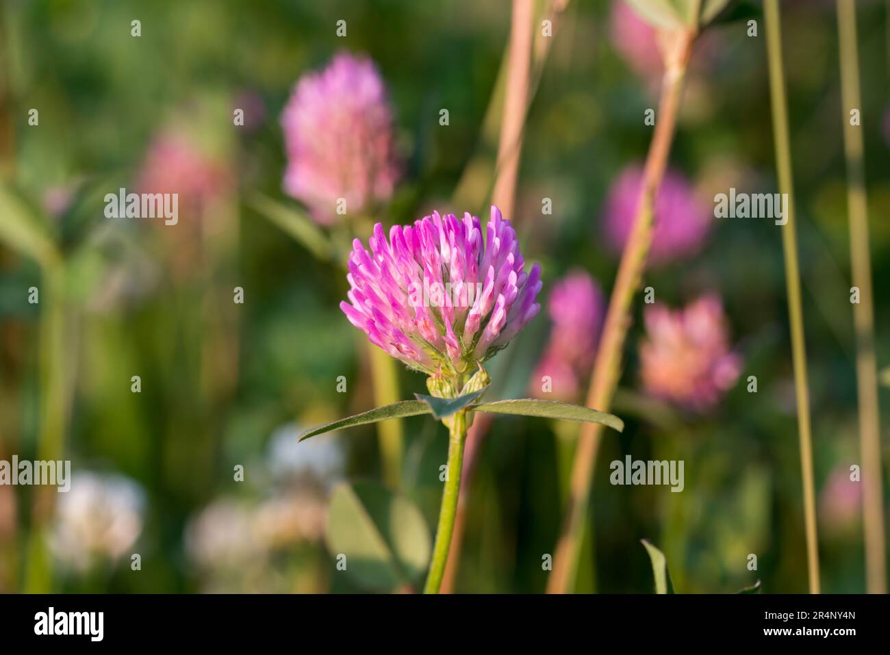 Garden red clover lawn hi-res stock photography and images - Alamy