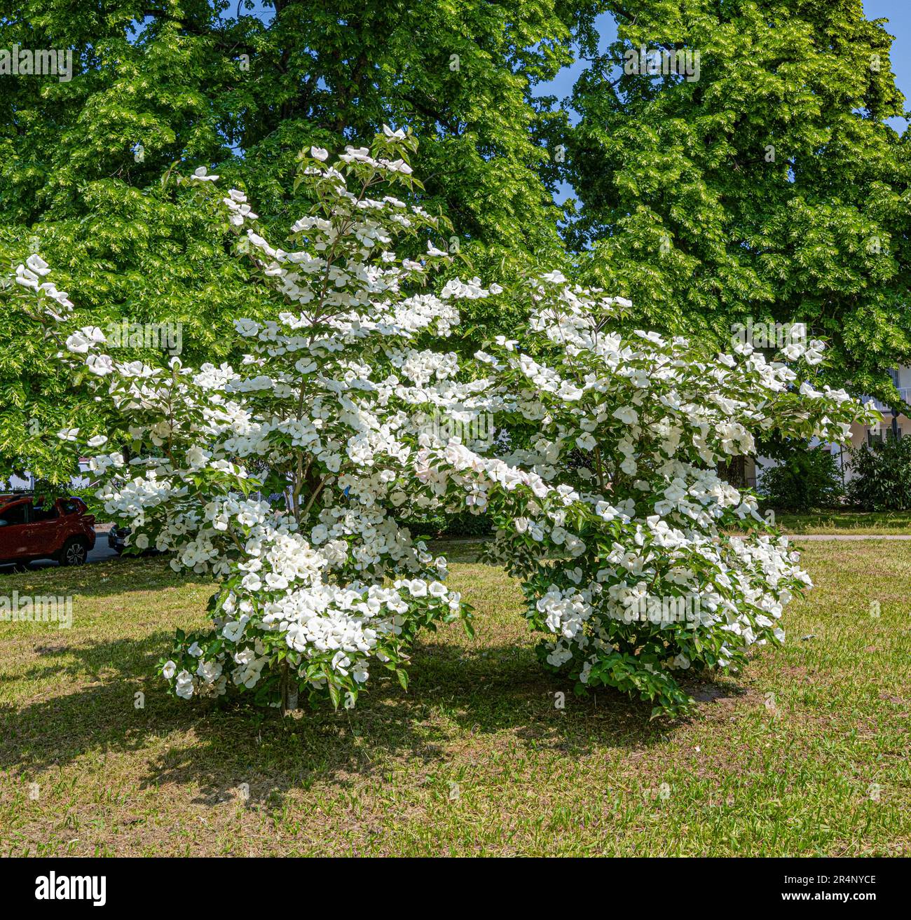 Flowers on a dogwood tree in the botanical garden Karlsruhe. Germany ...