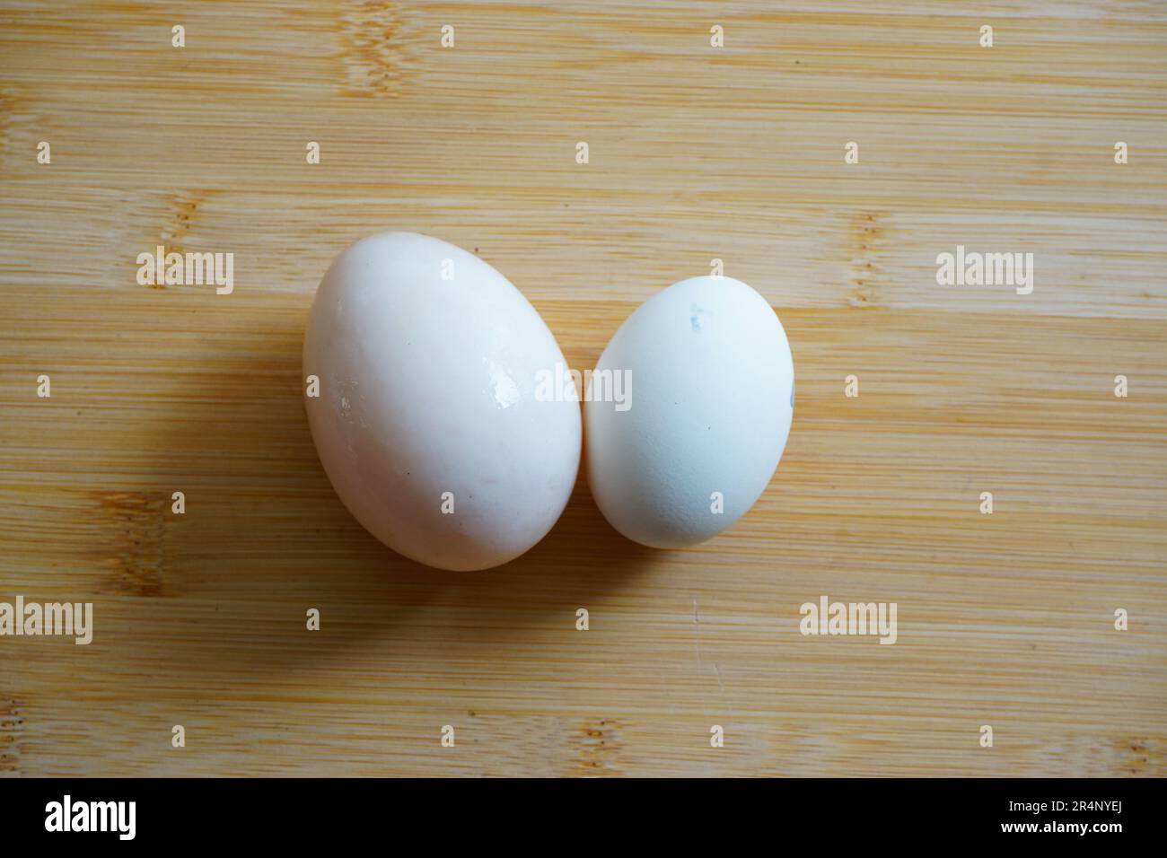 Large duck eggs on the left and standard chicken egg on the right Stock ...