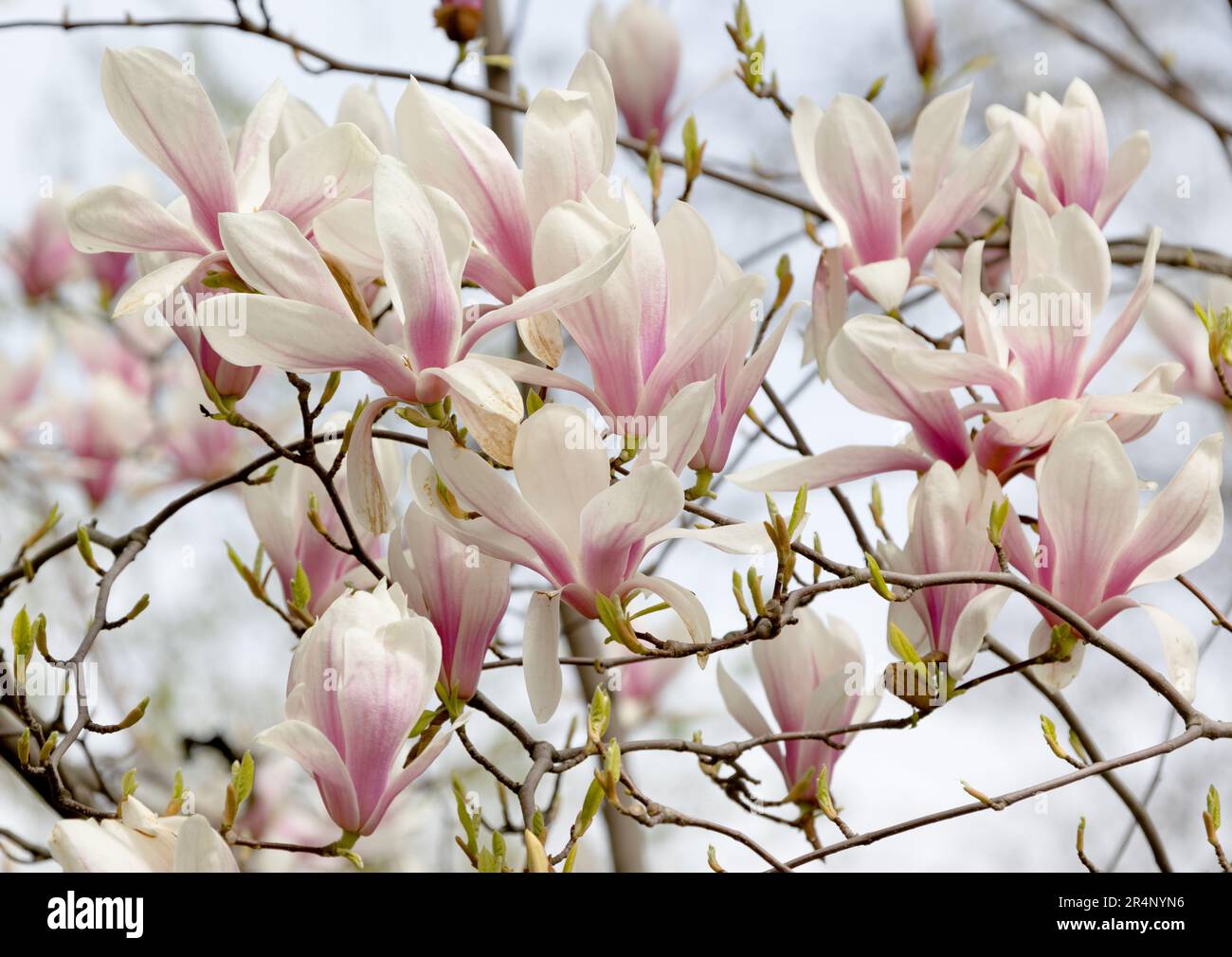 Pink magnolia liliflora flowers. Woody orchid tree in full bloom ...