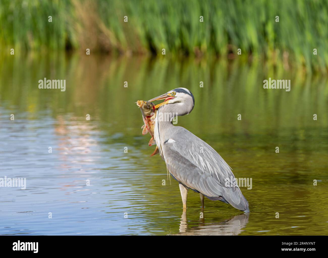 ShenField Common Pond Brentwood Essex uk Grey heron catching carp fish ...
