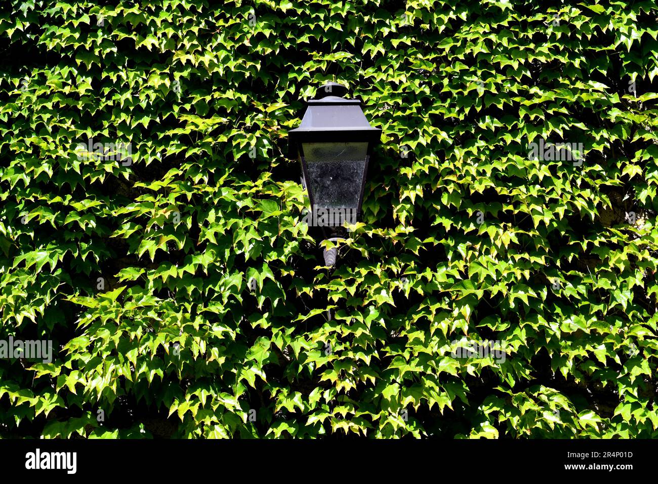 Street Light surrounded by Virginia creeper leaves - Montmartre - Paris ...