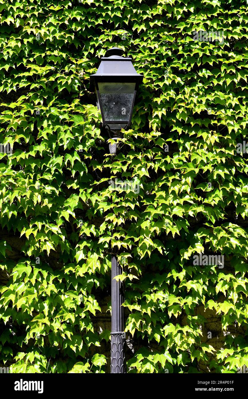 Street Light surrounded by Virginia creeper leaves - Montmartre - Paris ...