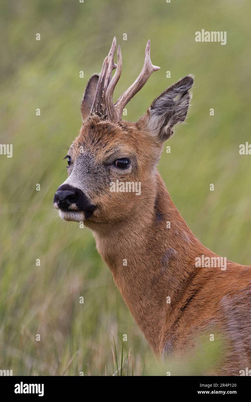 Uk england norfolk roe deer hi-res stock photography and images - Alamy