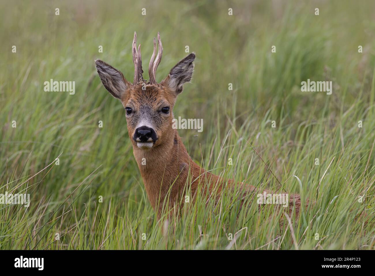 Uk england norfolk roe deer hi-res stock photography and images - Alamy