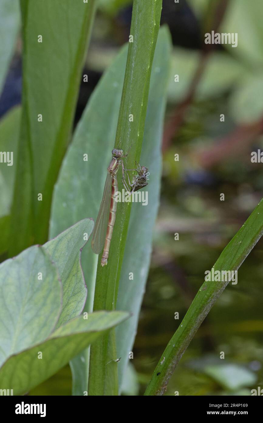 Large Red Damselfly (Pyrrhosoma nymphula) teneral just emerged from ...
