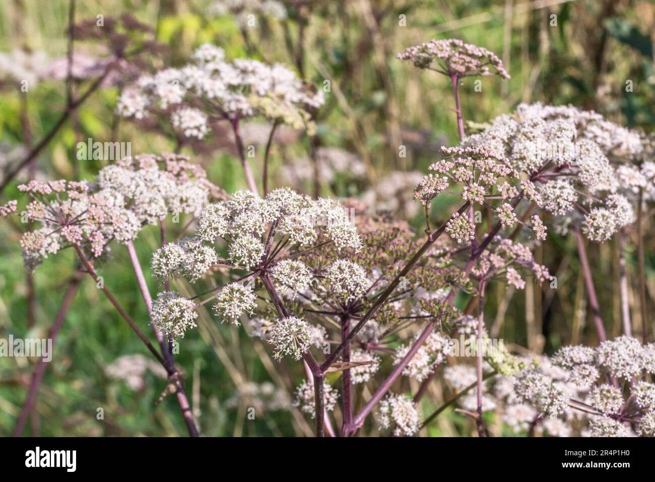 Close-up shot of flowers of Wild Angelica / Angelica sylvestris growing ...