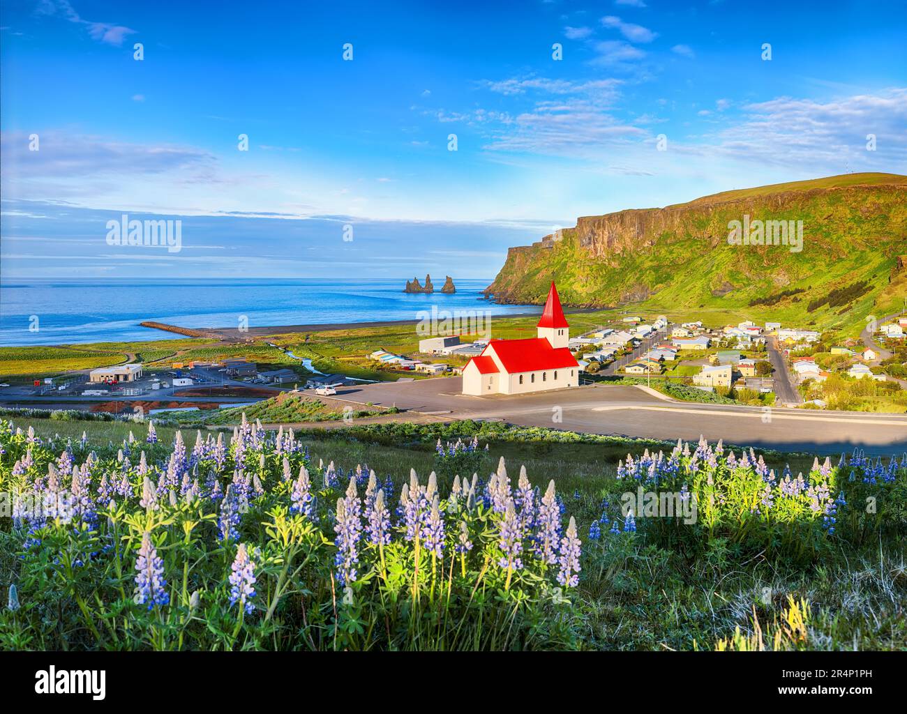 Breathtaking view of Vikurkirkja christian church in blooming lupine ...