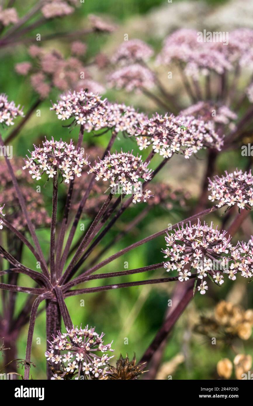 Close-up shot of flowers of Wild Angelica / Angelica sylvestris growing ...