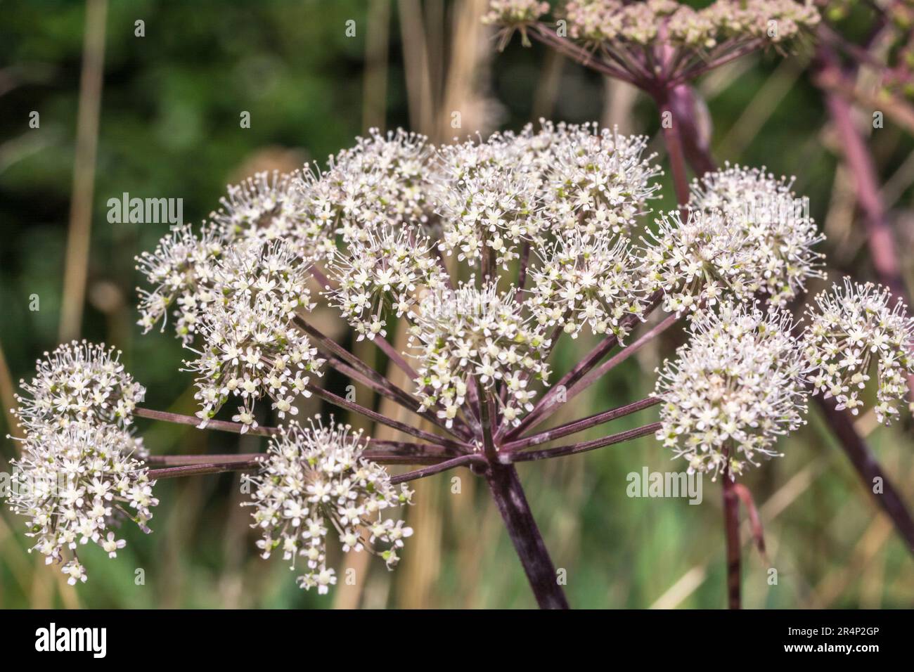 Close-up shot of flowers of Wild Angelica / Angelica sylvestris growing ...