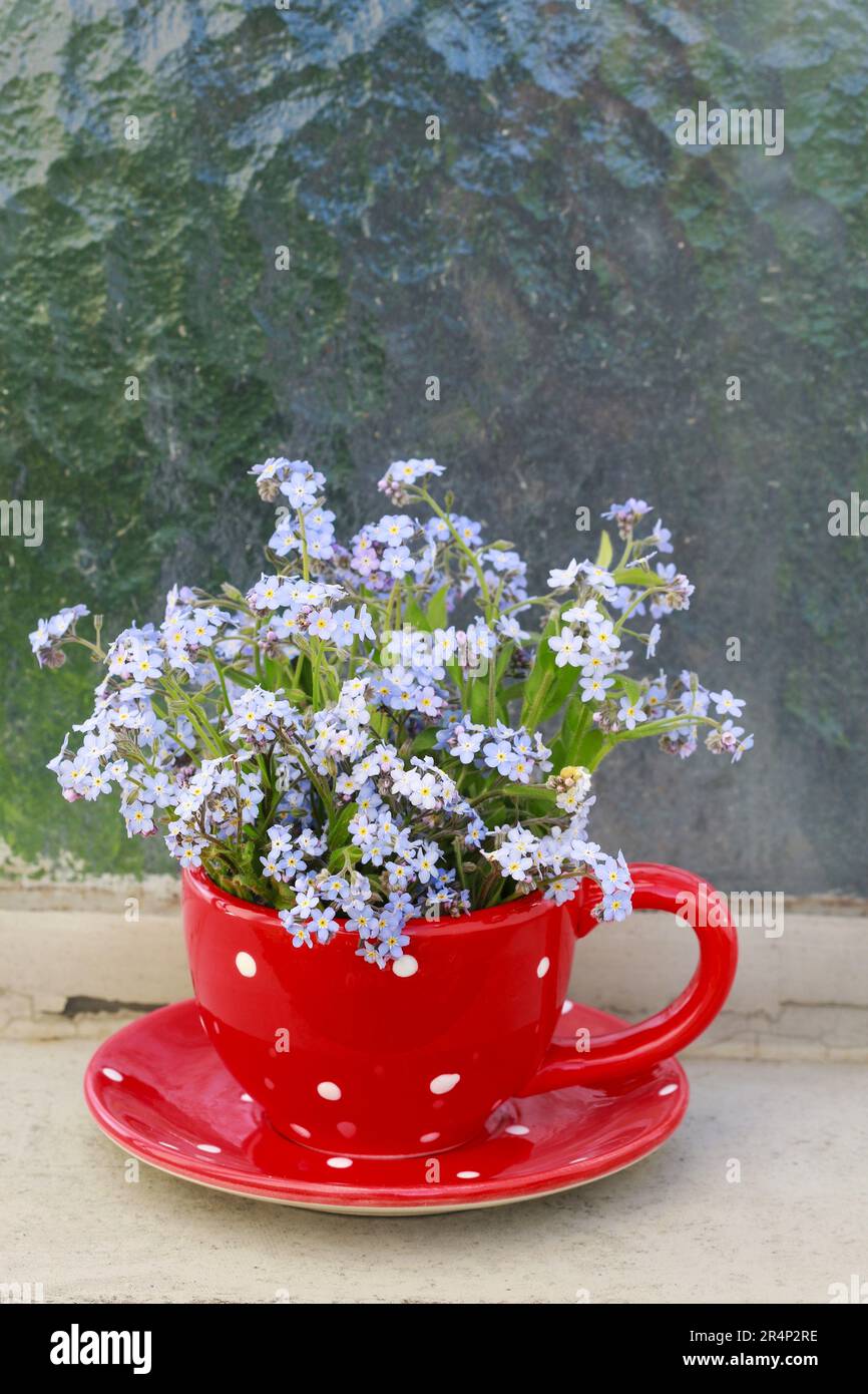 Bouquet of forget me not flowers in red ceramic dotted pot. Party decor ...