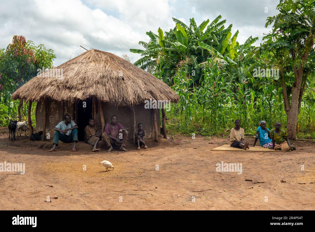 Adobe mud huts with grass roofs, Gulu, Northern Uganda, africa Stock ...