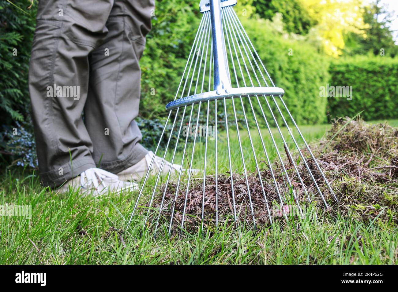 Lawn raking. Work in the garden. Garden hobby Stock Photo - Alamy