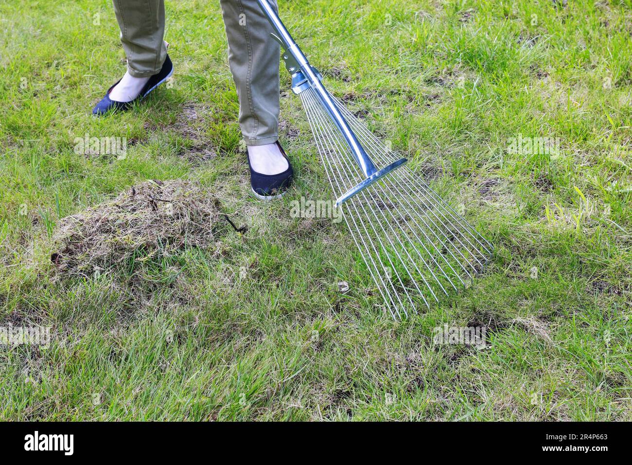 Lawn raking. Work in the garden. Garden hobby Stock Photo - Alamy