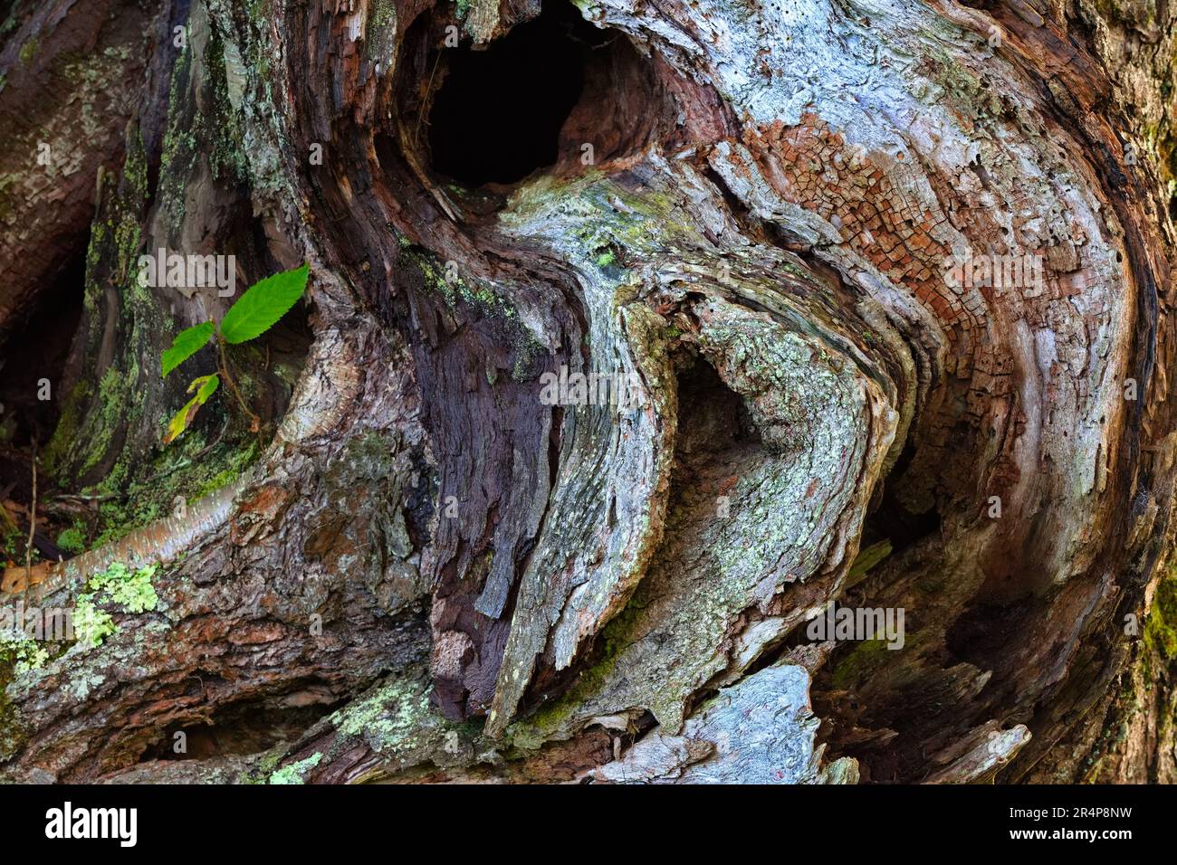 Suggestive textured movement background of tree trunk in Great Smoky ...