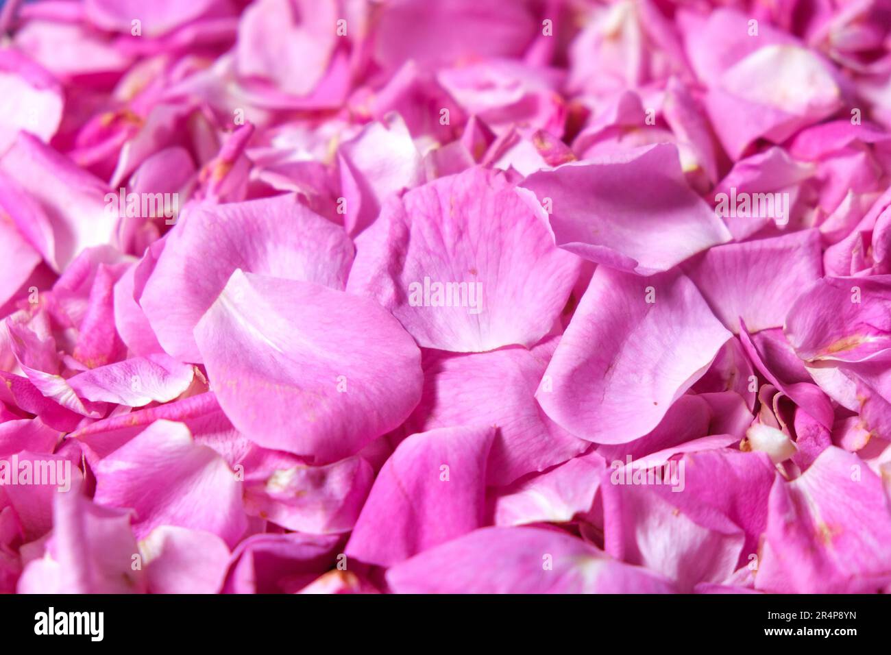 Rose leaves background hi-res stock photography and images - Alamy