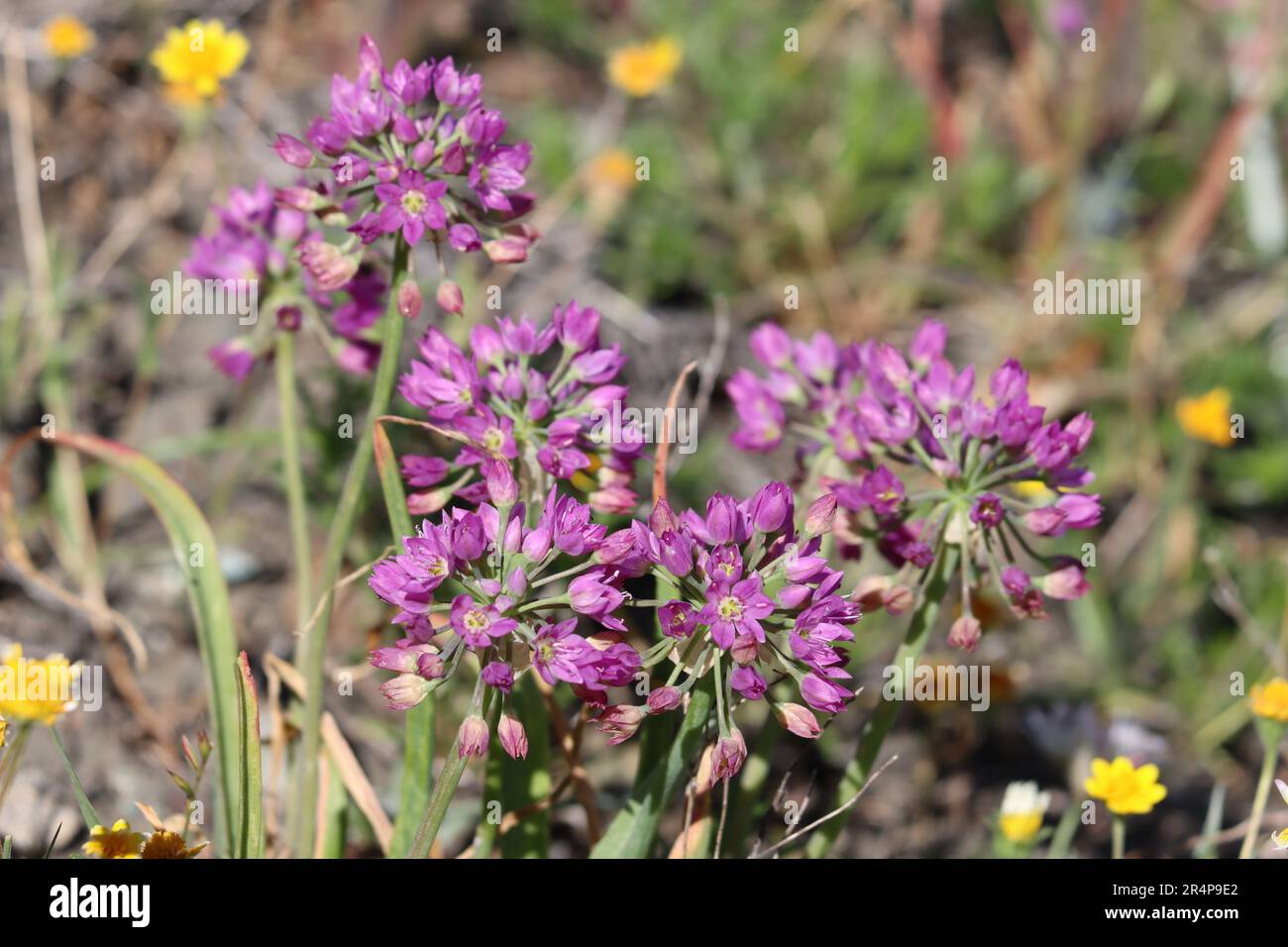 Allium campanulatum hi-res stock photography and images - Alamy