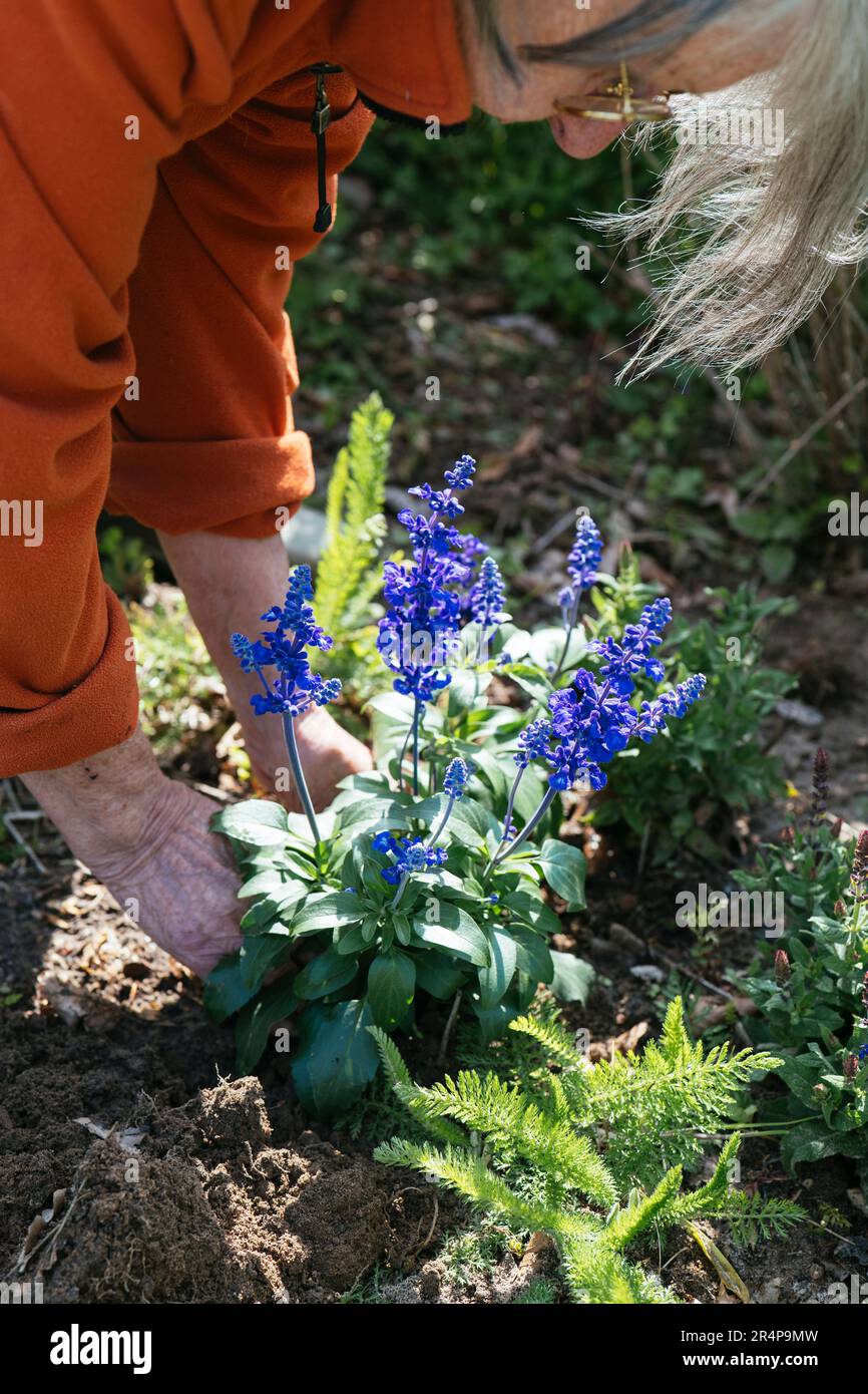 Woman planting salvia farinacea in a cottage garden Stock Photo - Alamy