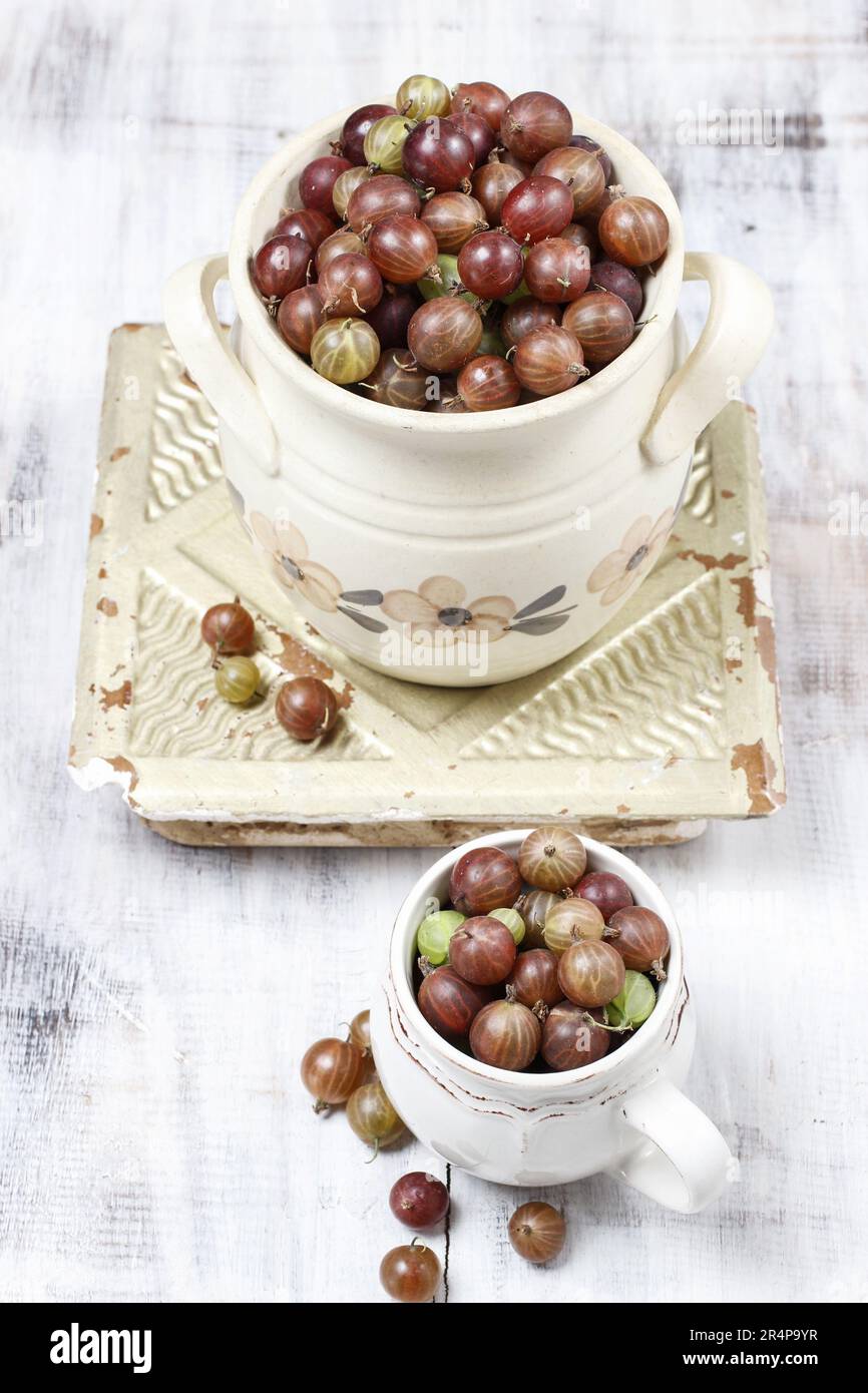 Gooseberry plant container hi-res stock photography and images - Alamy