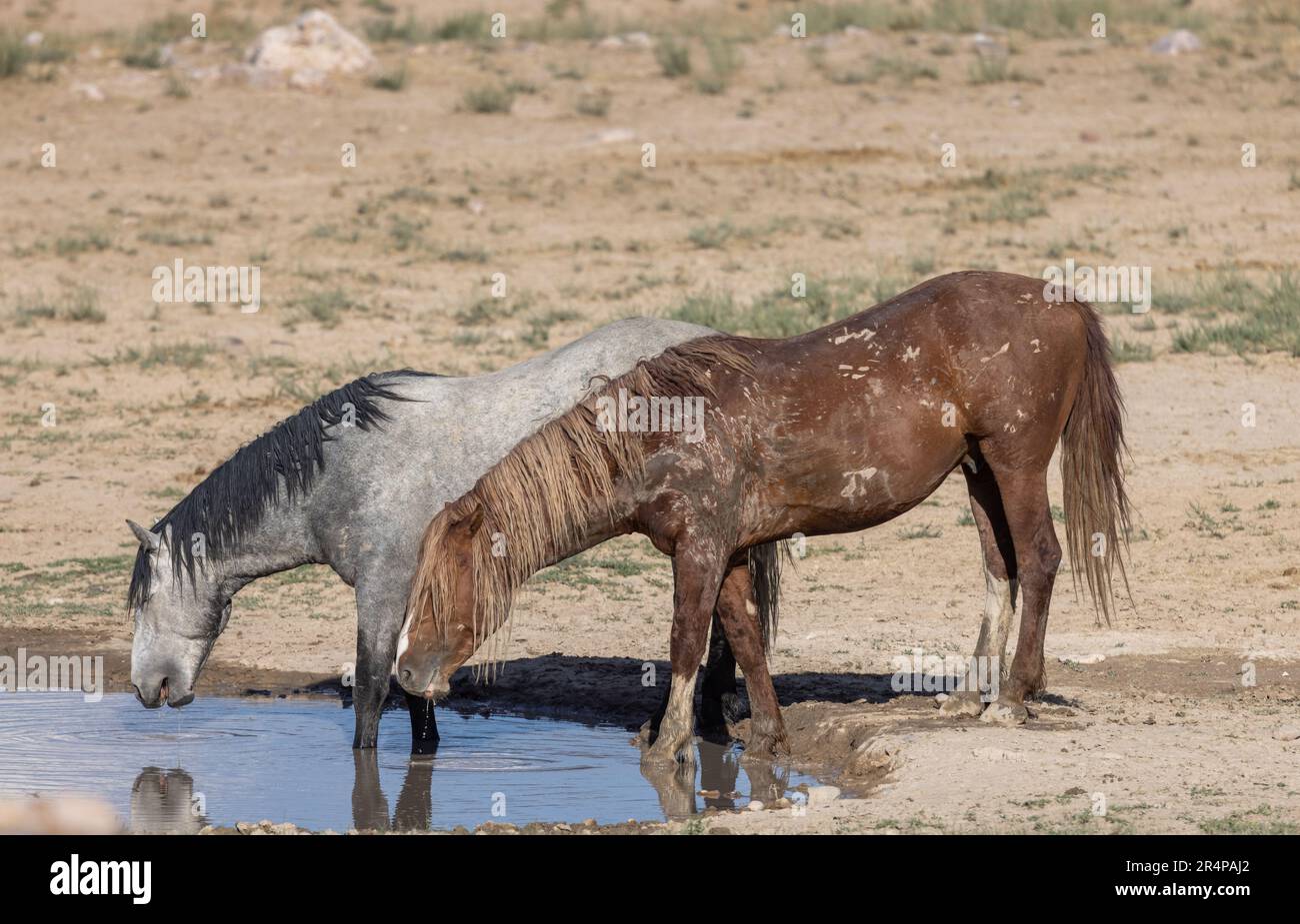 Wild Horses in Summer in the Utah Desert Stock Photo - Alamy