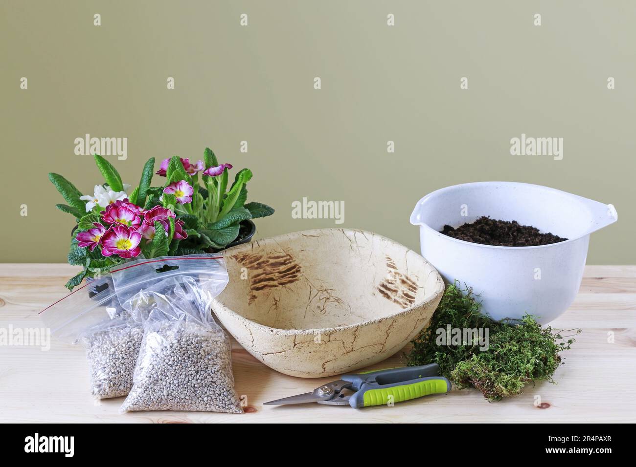 Florist at work: woman shows how to make simple decoration with primula ...