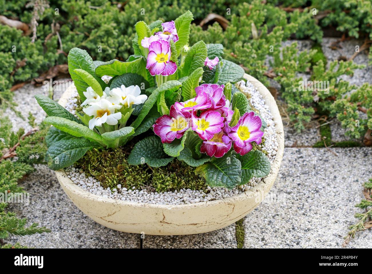 Florist at work: woman shows how to make simple decoration with primula ...