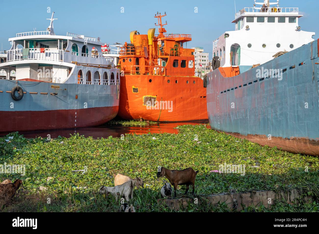 Boats and Goats in the Shipyards of Old Dhaka, Bangladesh Stock Photo ...